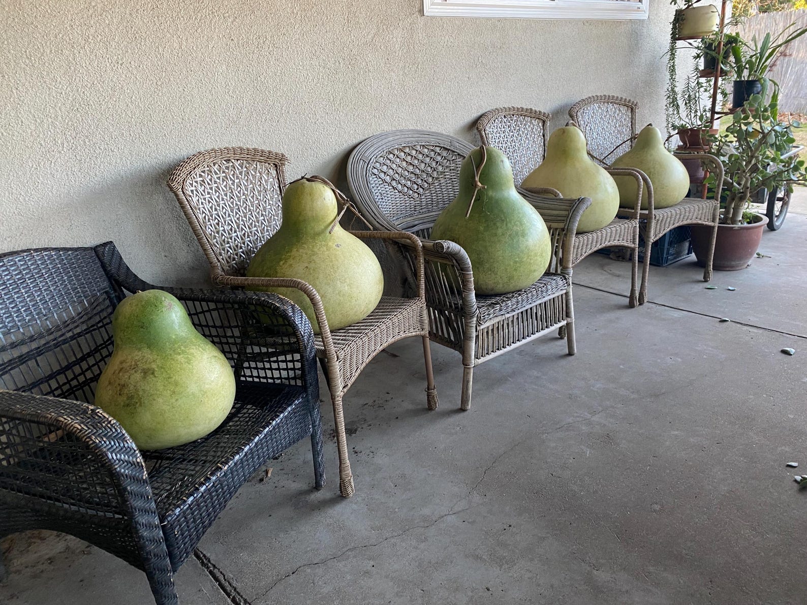 African Wine Kettle Gourd Seed, 5 Seeds - Etsy