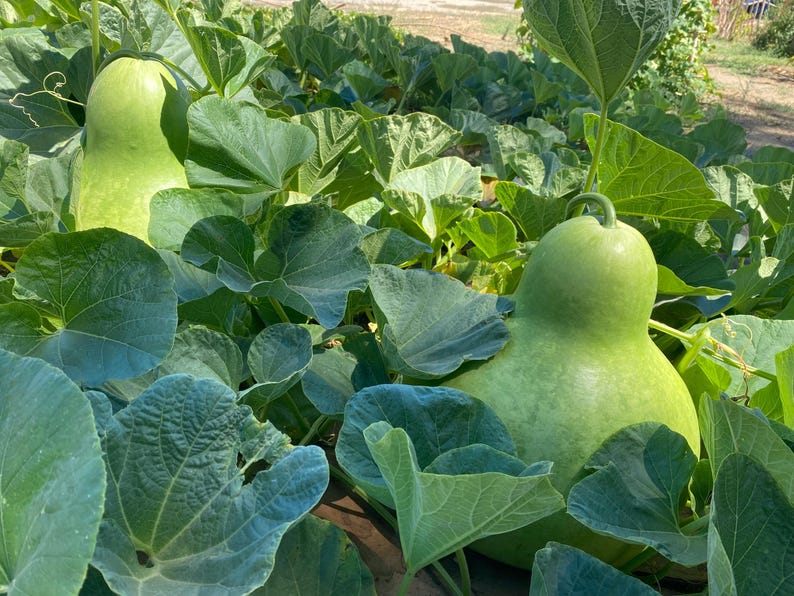 African Wine Kettle Gourd Seed, 5 Seeds - Etsy