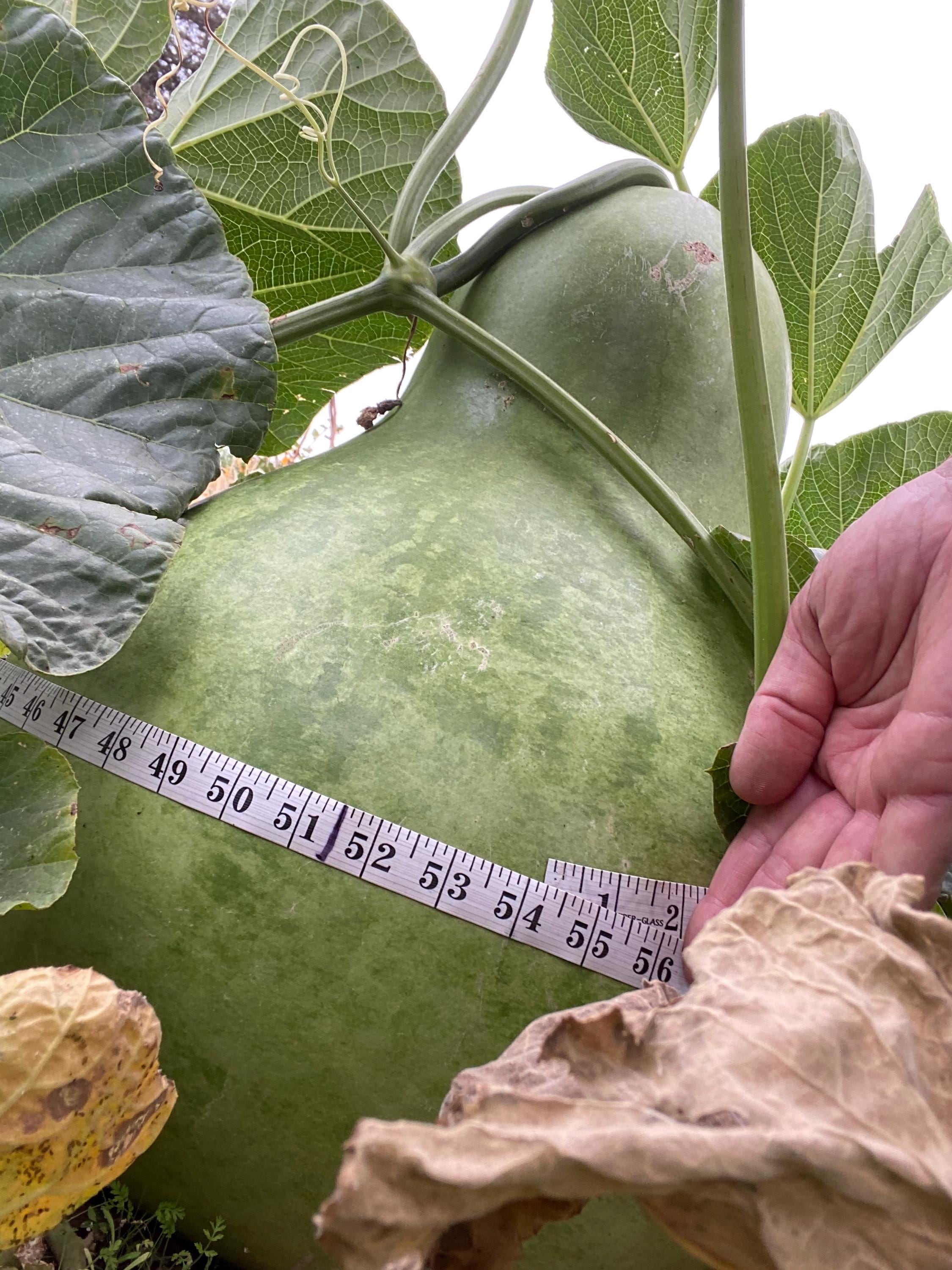 African Wine Kettle Gourd Seed, 5 Seeds - Etsy