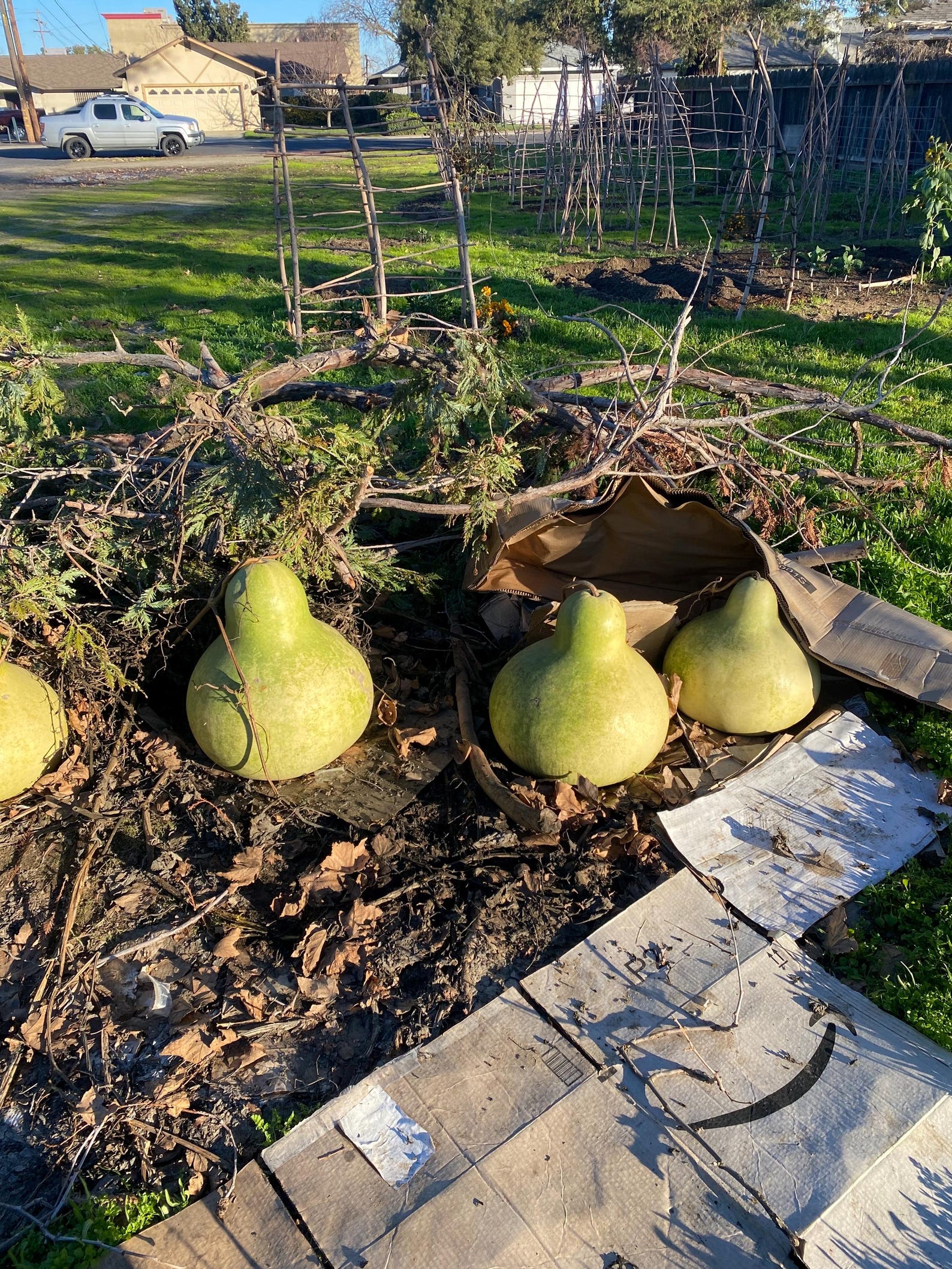 African Wine Kettle Gourd Seed, 5 Seeds - Etsy