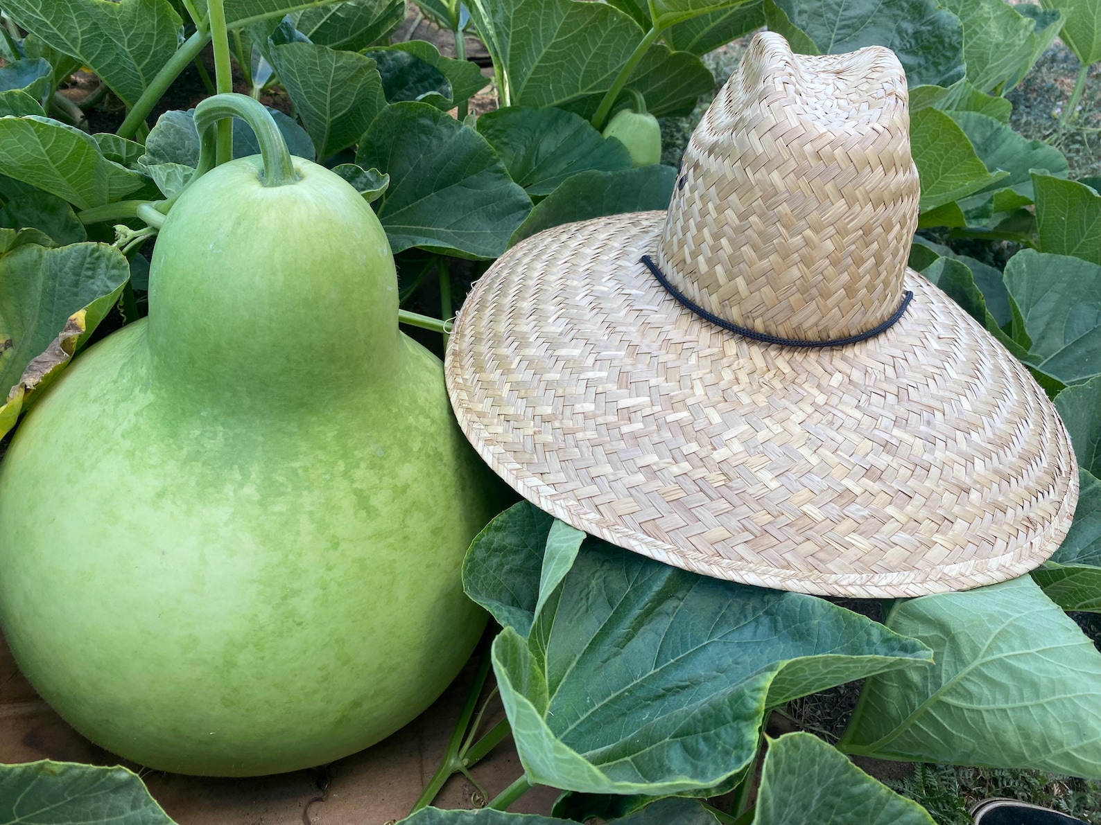 African Wine Kettle Gourd Seed, 5 Seeds - Etsy
