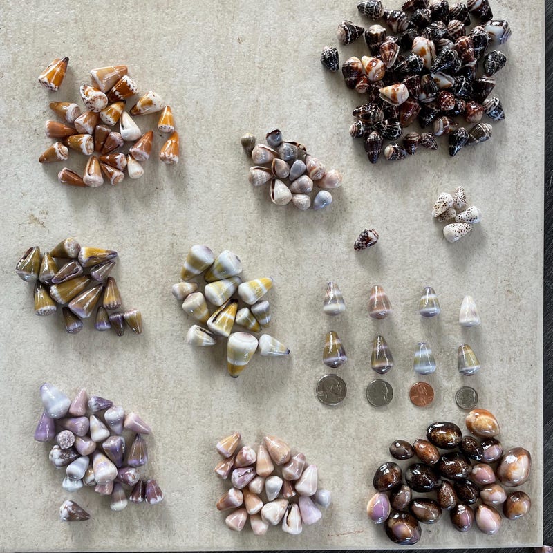 Cone Shell Jewelry - Etsy
