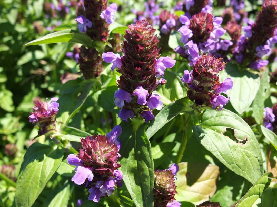 200 Seeds Self Heal Heal All Heirloom Seeds Medicinal Herb - Etsy