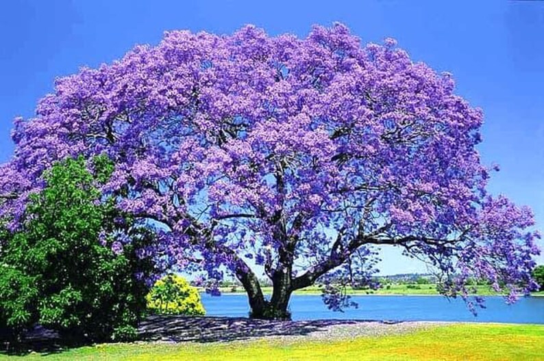 50+ SEEDS - Jacaranda Mimosifolia Seeds – Fast Growing – Non-gmo – Purple-blue Flowers ...
