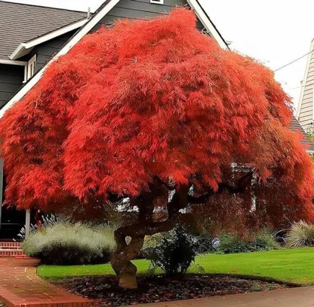 10+ SEEDS - Acer Palmatum Atropurpureum - Red Japanese Maple - Bansoi - Bloodgood Maple - Red ...