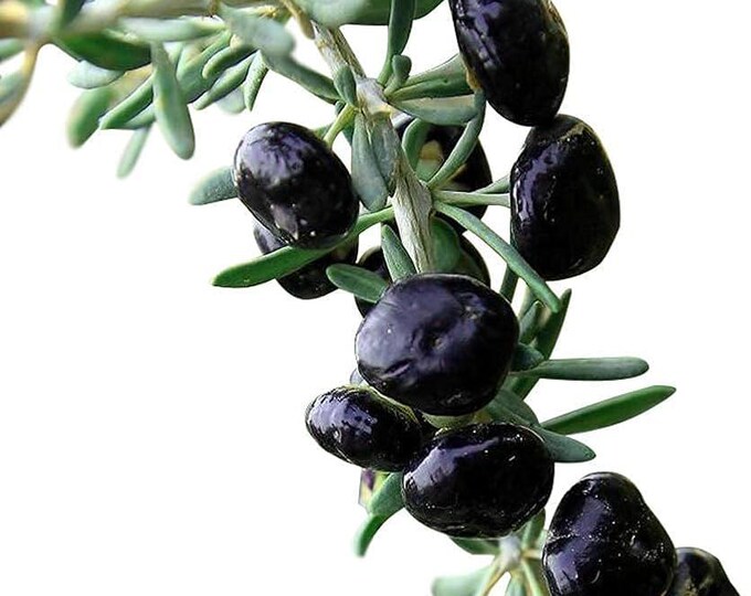 Black Goji Berry Seeds – RARE Black Wolfberry | Hardy Perennial Shrub ...