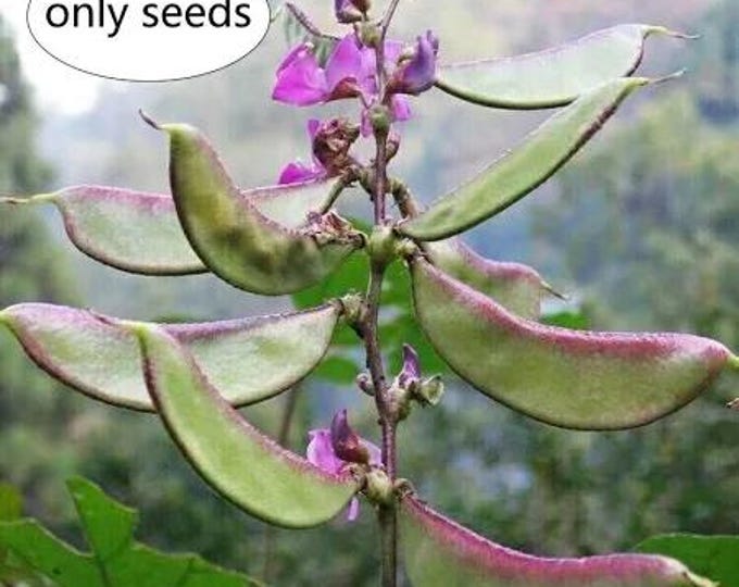 20+ SEEDS - Lablab Purpureus, Hyacinth, Dolichos Bean, Chedi Avarai ...