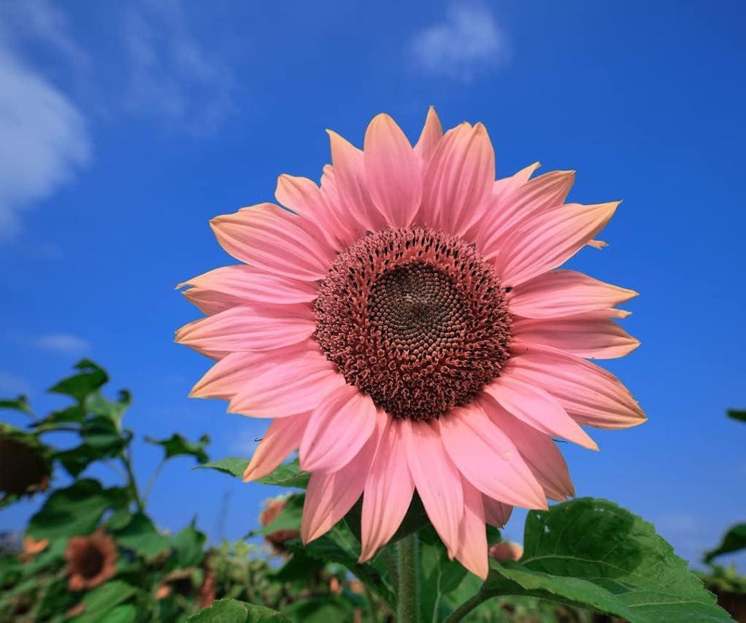 Pink Sunflower Seeds - Helianthus Annuus - Strawberry Blonde - Pretty ...
