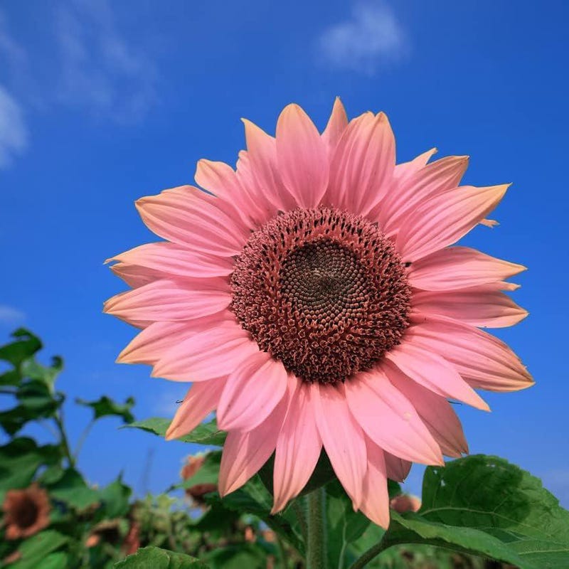 Pink Sunflower - Etsy