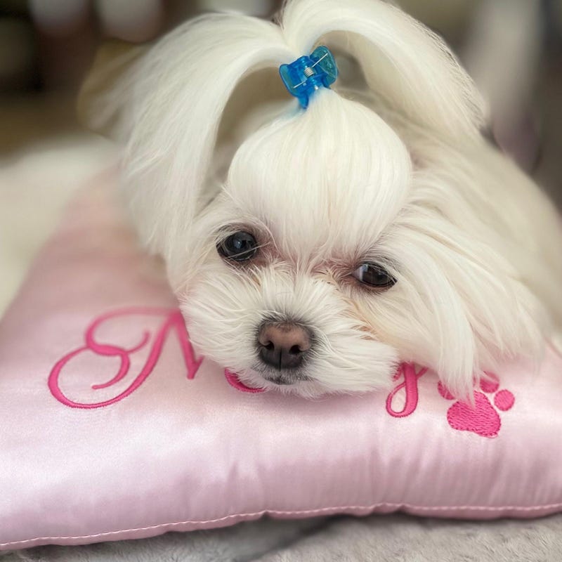 Maltese Pillows - Etsy