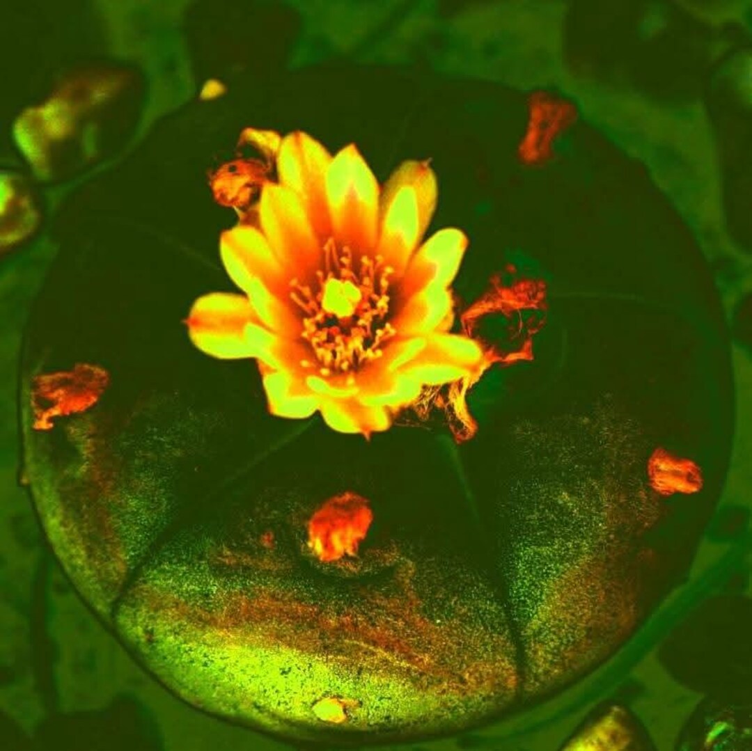 Peyote Cactus Print - Elevate Your Space With Stunning Nature Art for ...