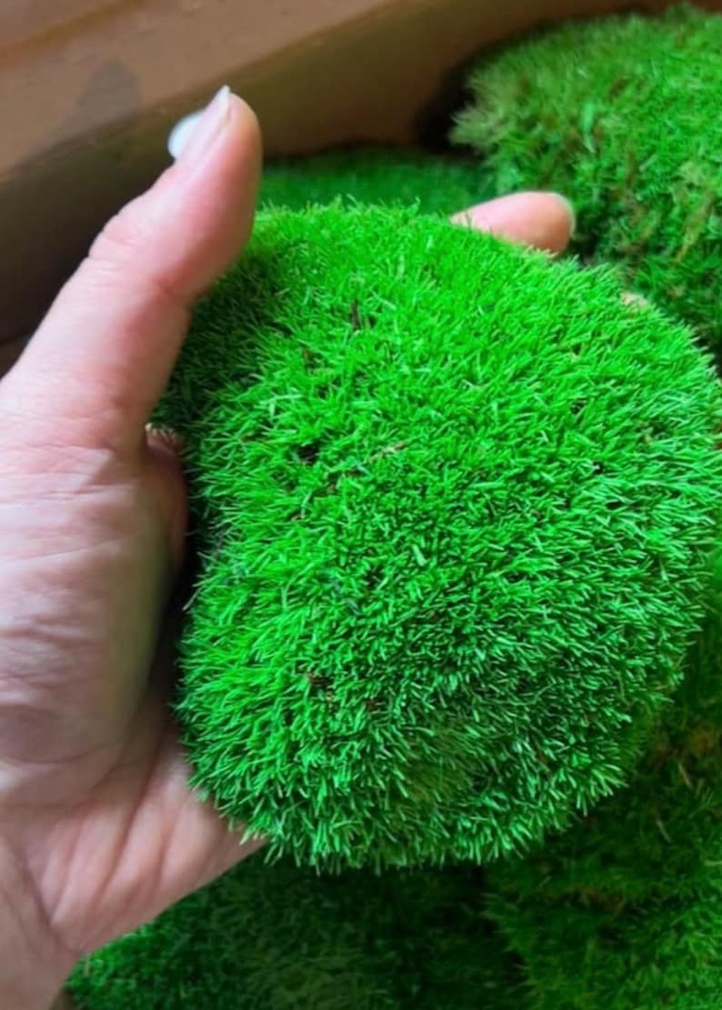 Preserved Ball Moss for Crafting or Decorating Stabilized Moss Moss ...