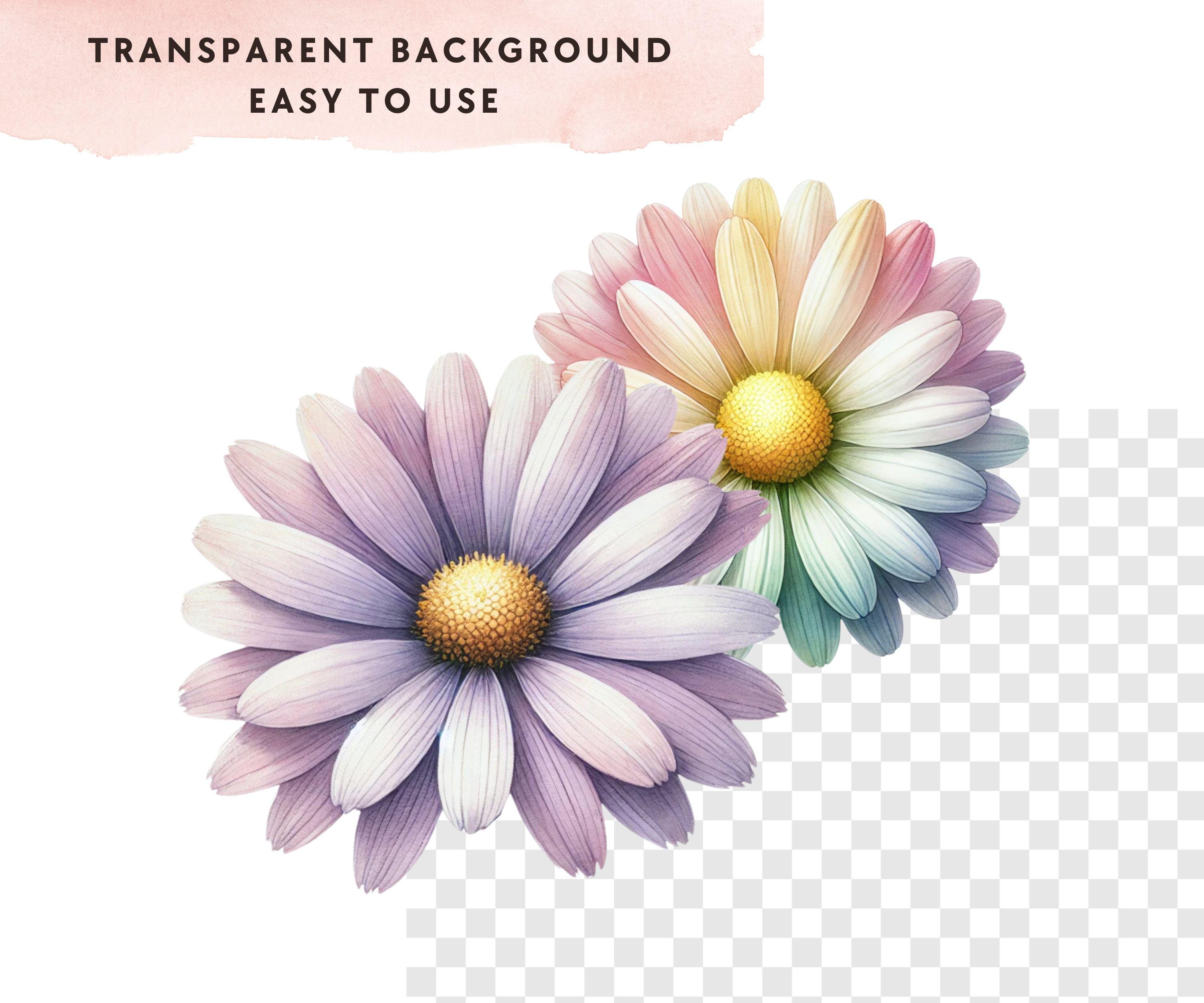 Daisy Flower Clipart ,beautiful Flower Daisies Clipart , Wedding ...