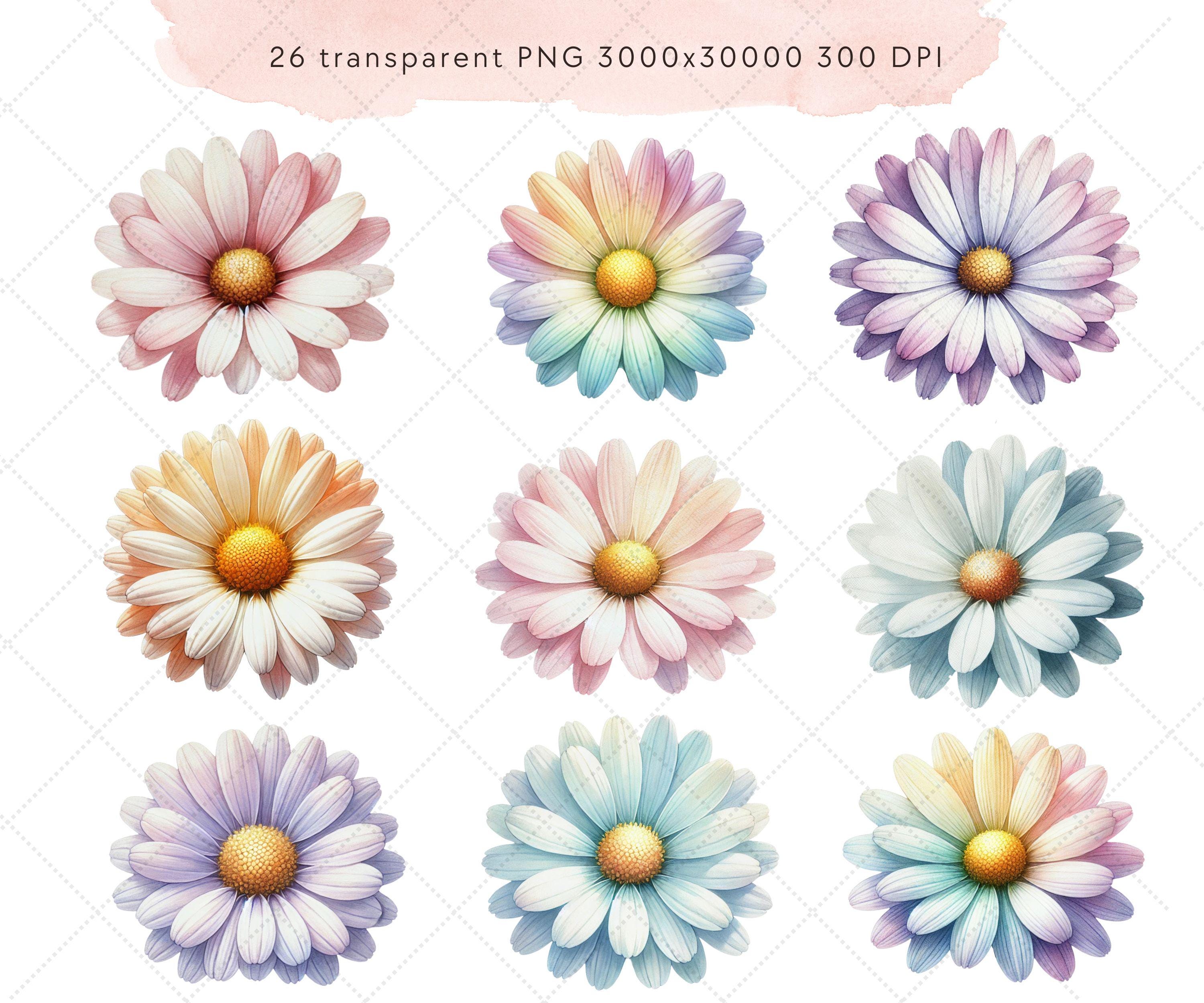 Daisy Flower Clipart ,beautiful Flower Daisies Clipart , Wedding ...