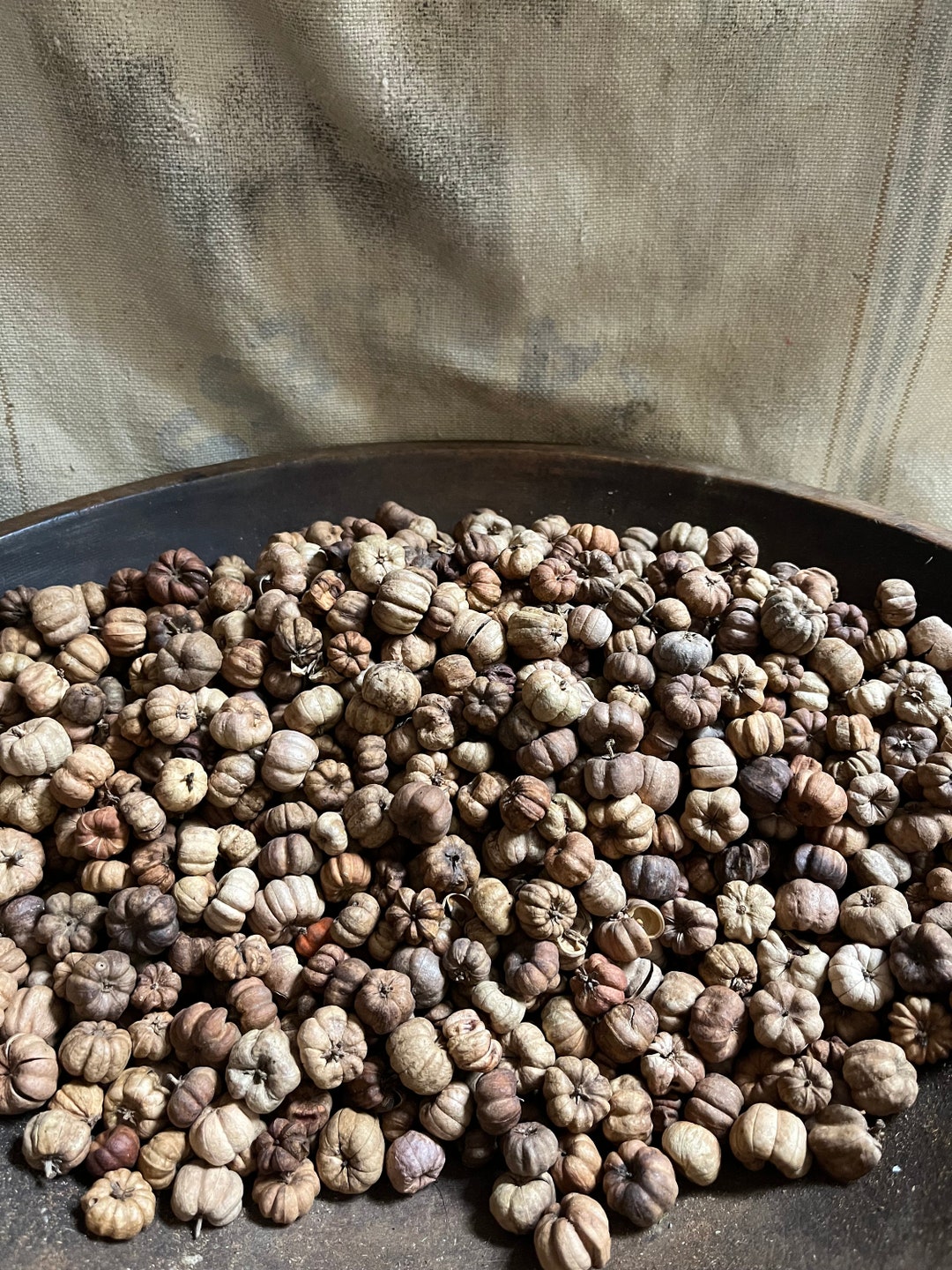 Primitive Natural Putka Pods 8 Cups (8oz) or 16 Cups (1lb) Bag - Etsy