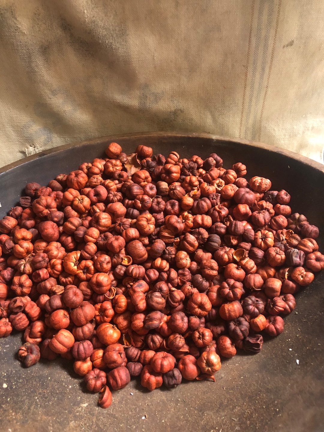 Primitive Orange Putka Pods 8 Cups (8oz) or 16 Cups (1lb) Bag - Etsy