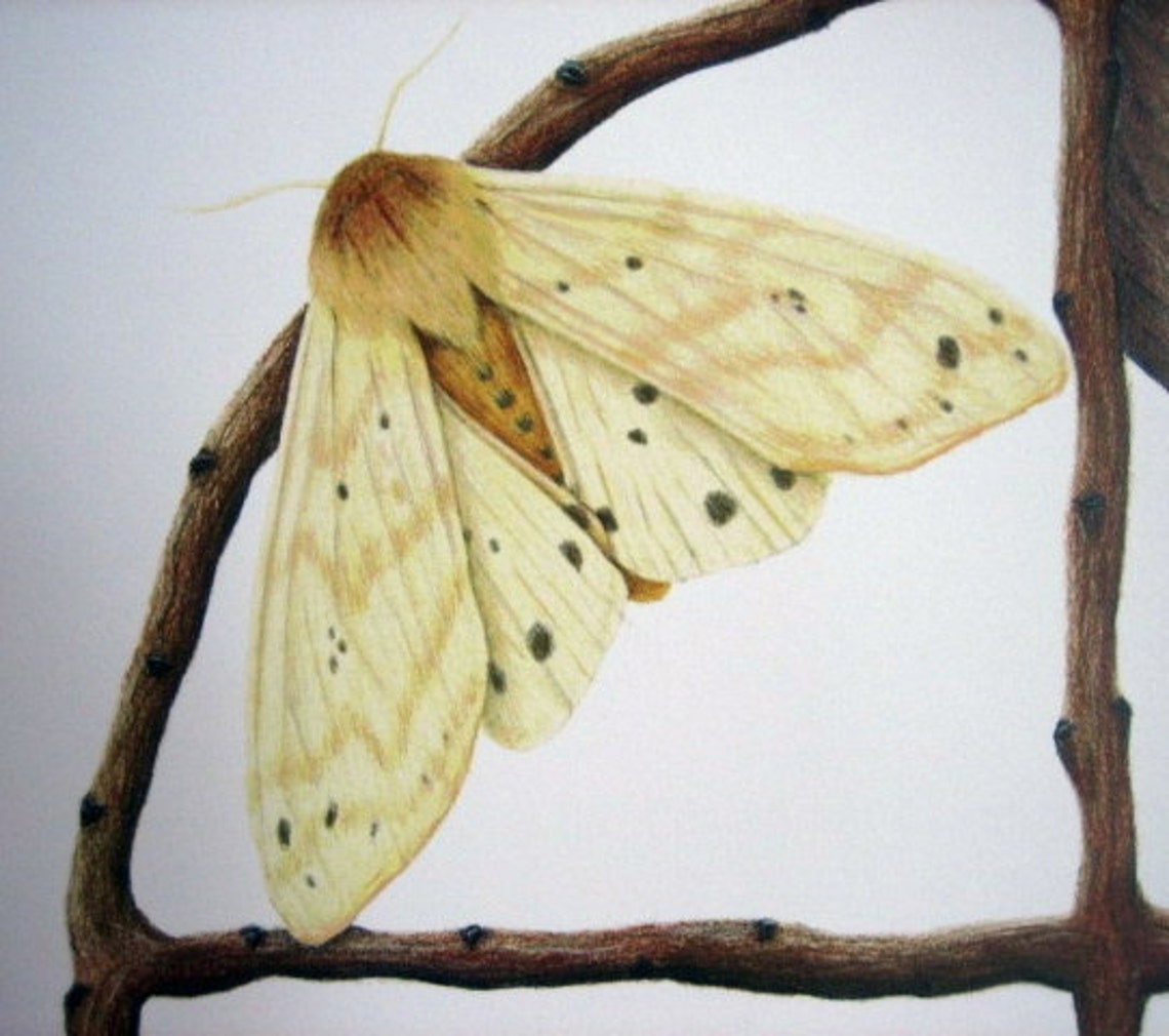 Woolly Bear Caterpillar/ Isabella Tiger Moth Life Cycle 11x17 | Etsy