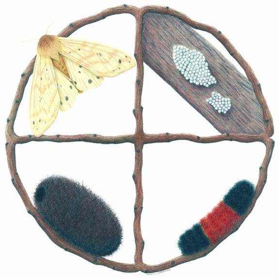 Wooly Bear Caterpillar Life Cycle Creature Feature: Woolly Bear