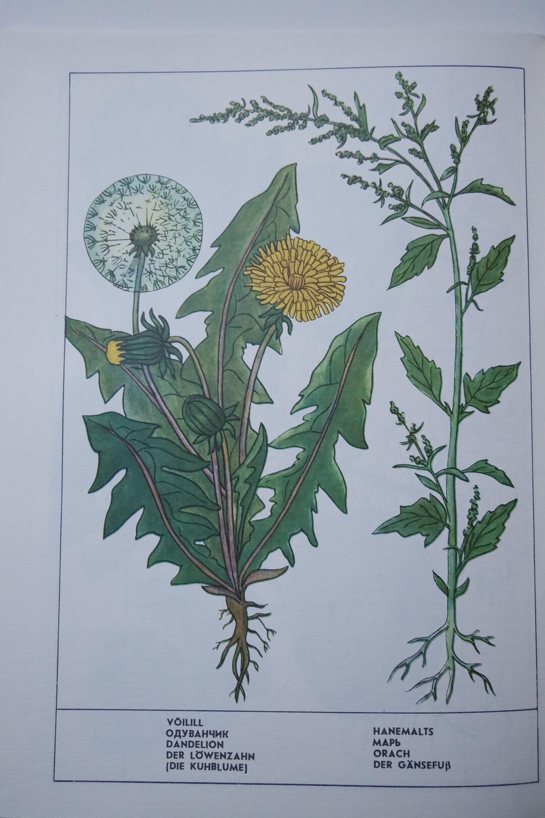 Estonian Children Colouring Book Garden - Picture Book With Plant Names ...