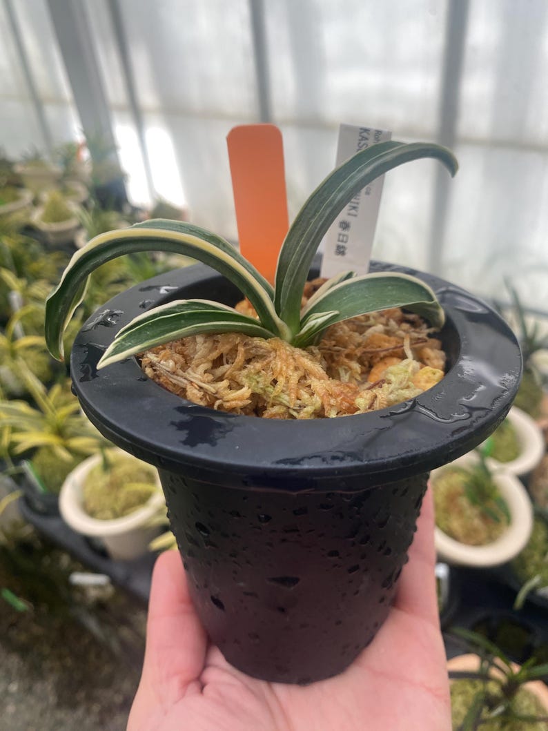 Rohdea Japonica (OMOTO) Pot Made in Japan - Etsy
