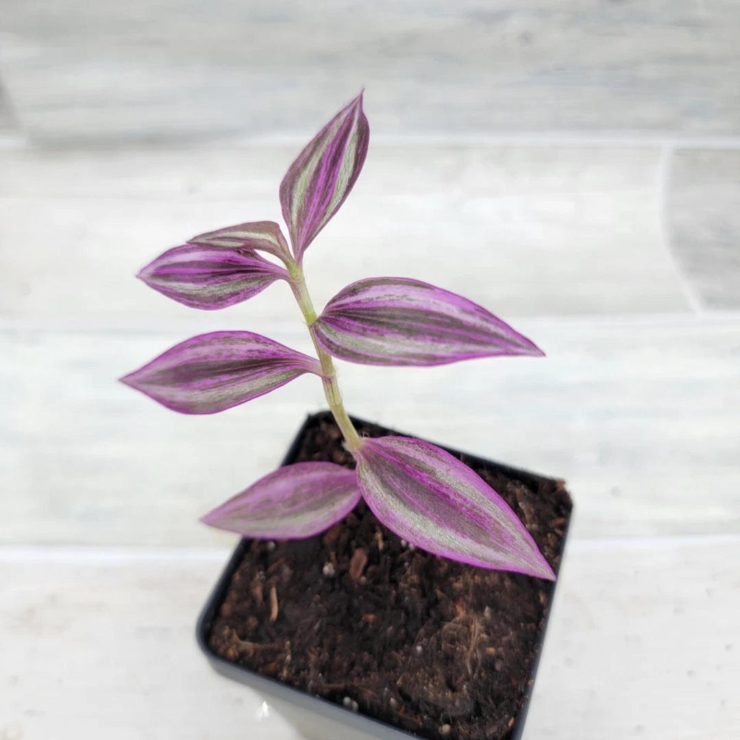 Tradescantia Zebrine Wandering Jew Live Plant Fast-growing 3" Pot - Etsy