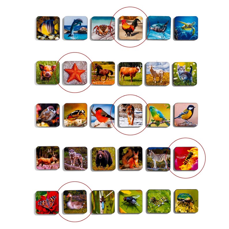 Montessori Animal Sorting Box – Wooden Classification Game With 40 ...