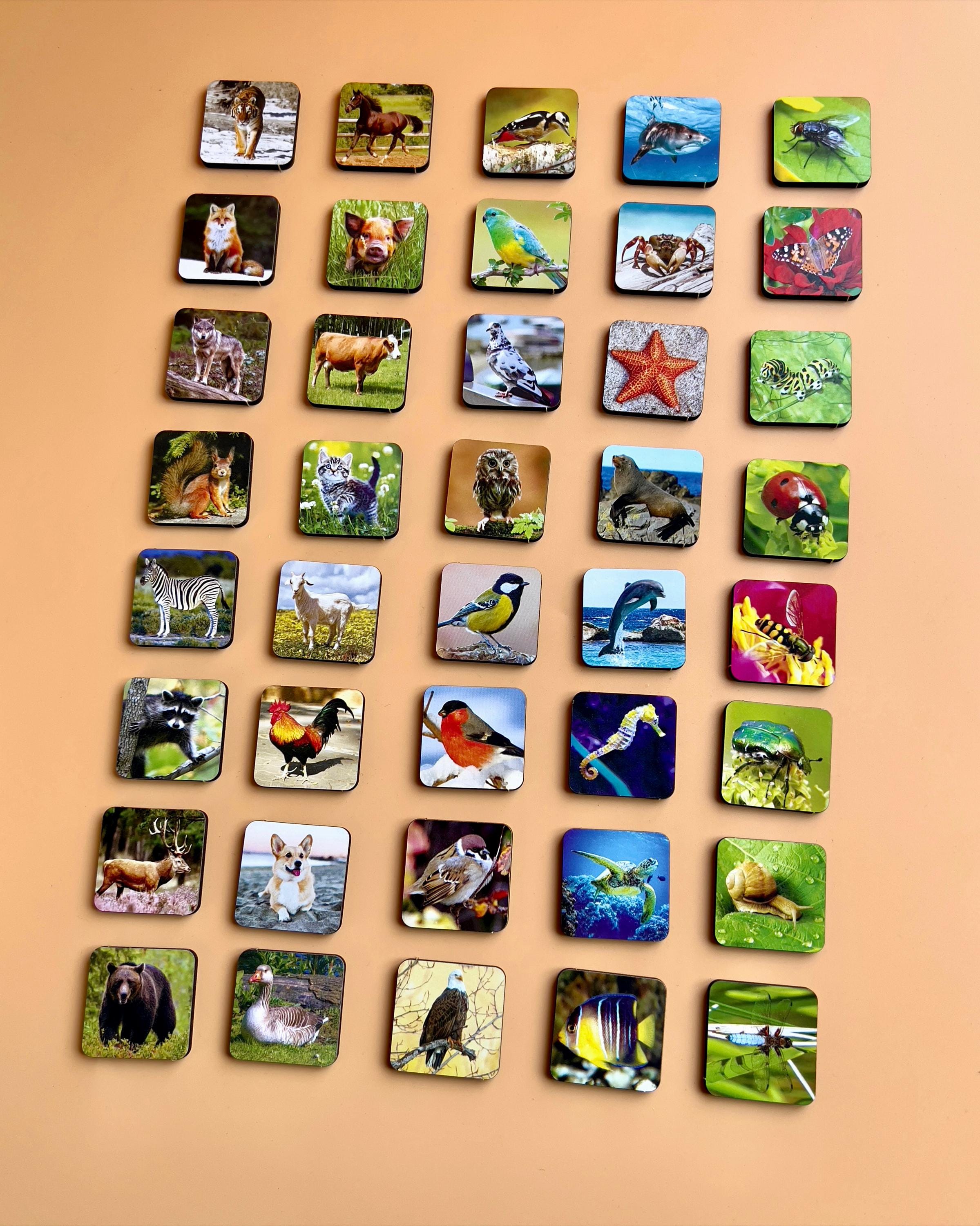 Montessori Animal Sorting Box – Wooden Classification Game With 40 ...