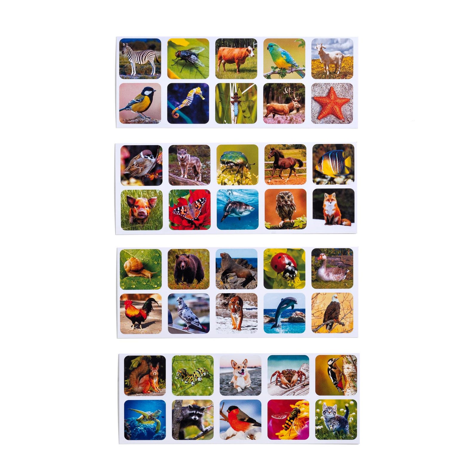 Montessori Animal Sorting Box – Wooden Classification Game With 40 ...