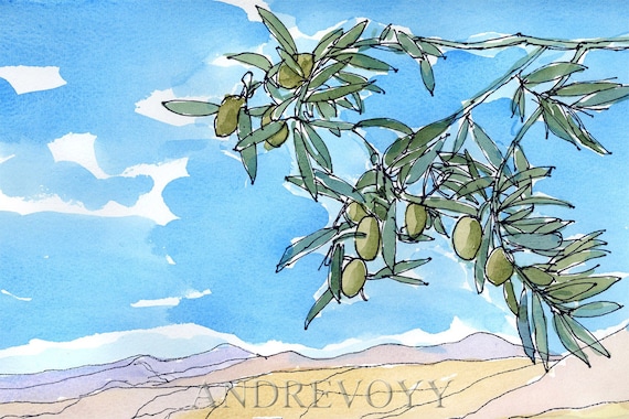 Greek Olive Tree Drawing
