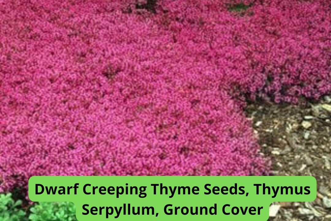 Dwarf Creeping Thyme Seeds – Thymus Serpyllum, Perennial Ground Cover ...