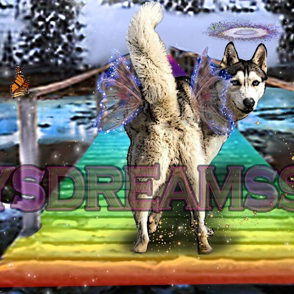 Rainbow Husky - Etsy