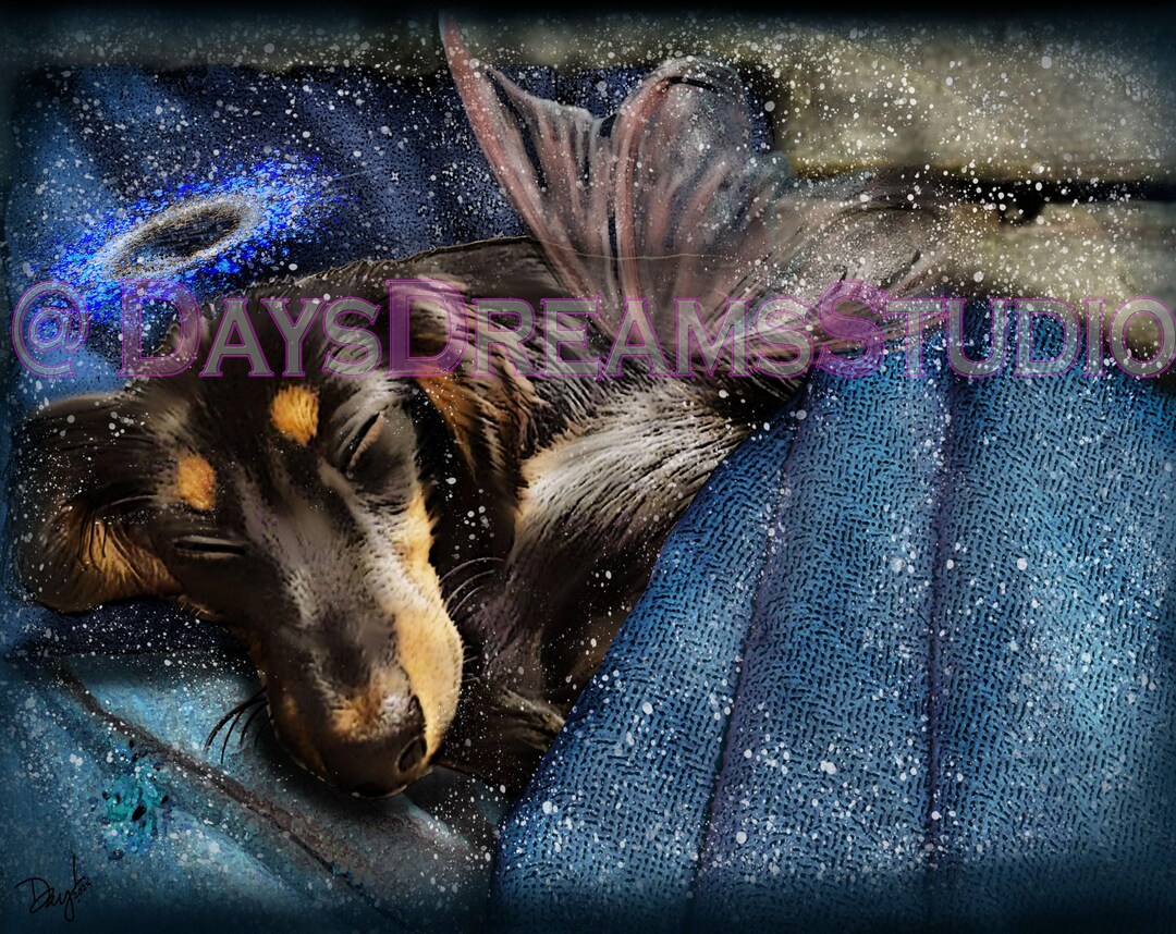 Dachshund Doxie Long Haired Sleeping Wings Angel Halo Pet Loss Memorial ...