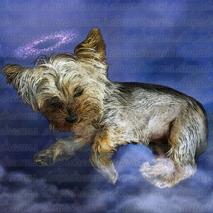 Yorkie Heaven Clouds Rainbow Bridge Tribute Angel Halo Floating ...