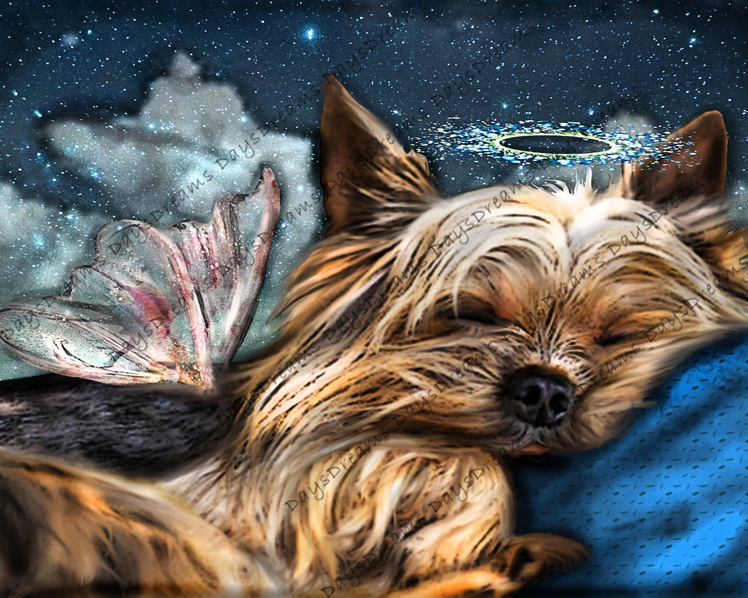 Yorkie Heaven Clouds Rainbow Bridge Tribute Angel Halo Floating ...