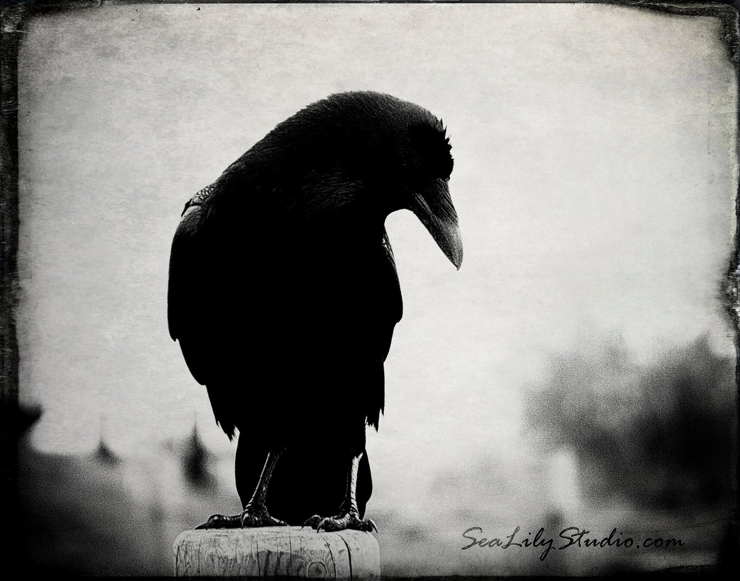 The Raven : crow raven photography black bird goth gothic dark dream ...