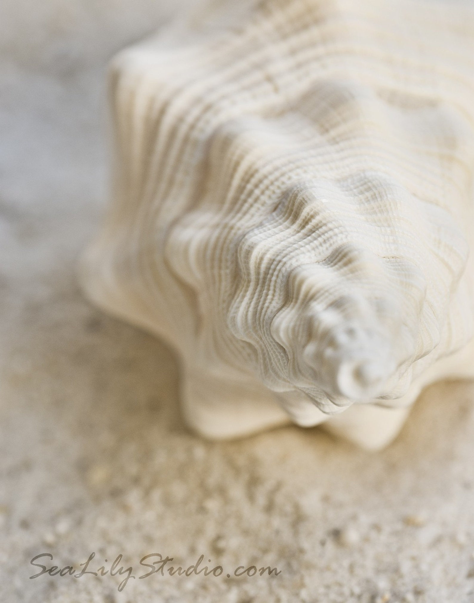 Conch Shell : Summer Beach Sea Shell Photography Sand Ivory Cream Ecru ...