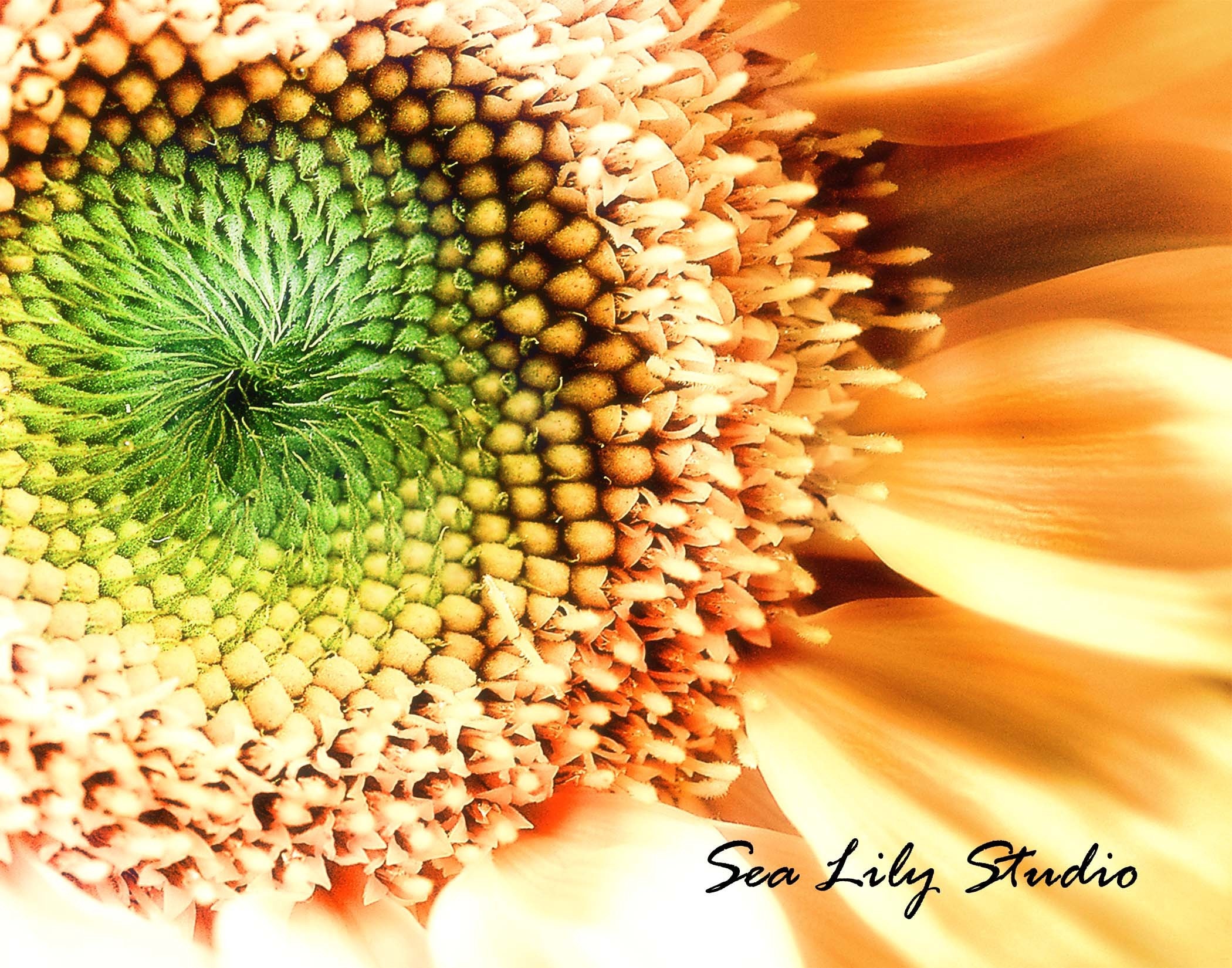 Fibonacci Sequence In Nature Sunflower