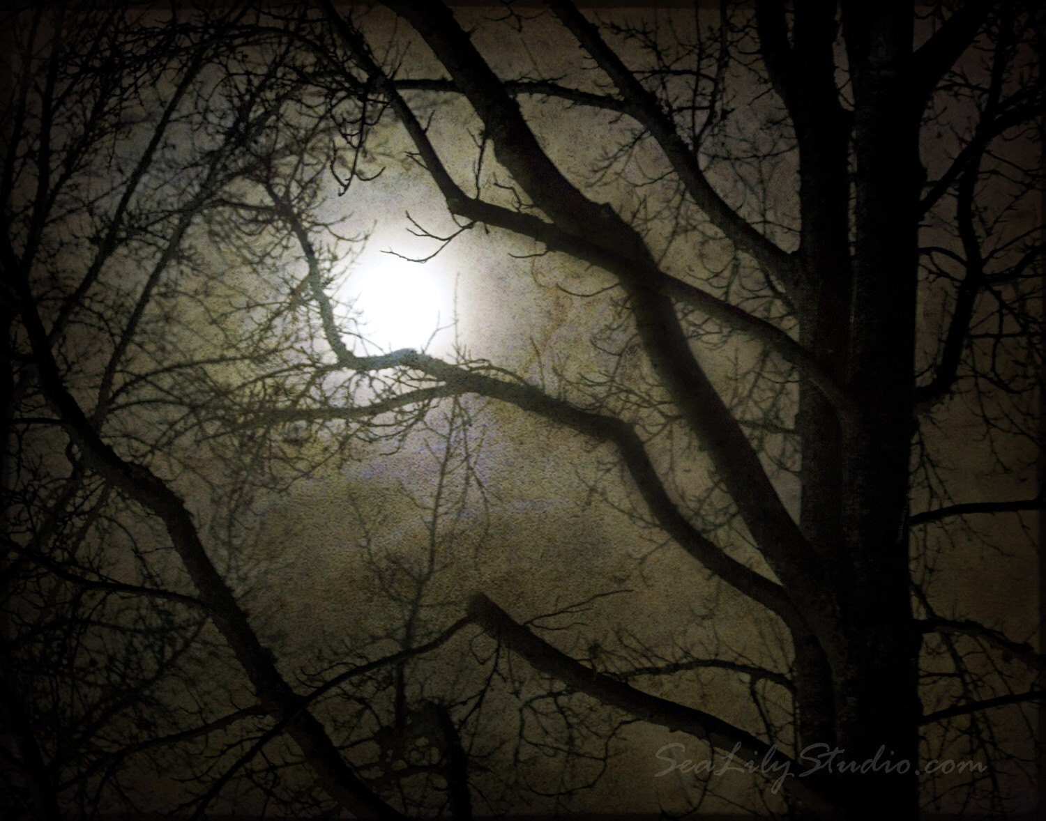 Fog Trees Moon