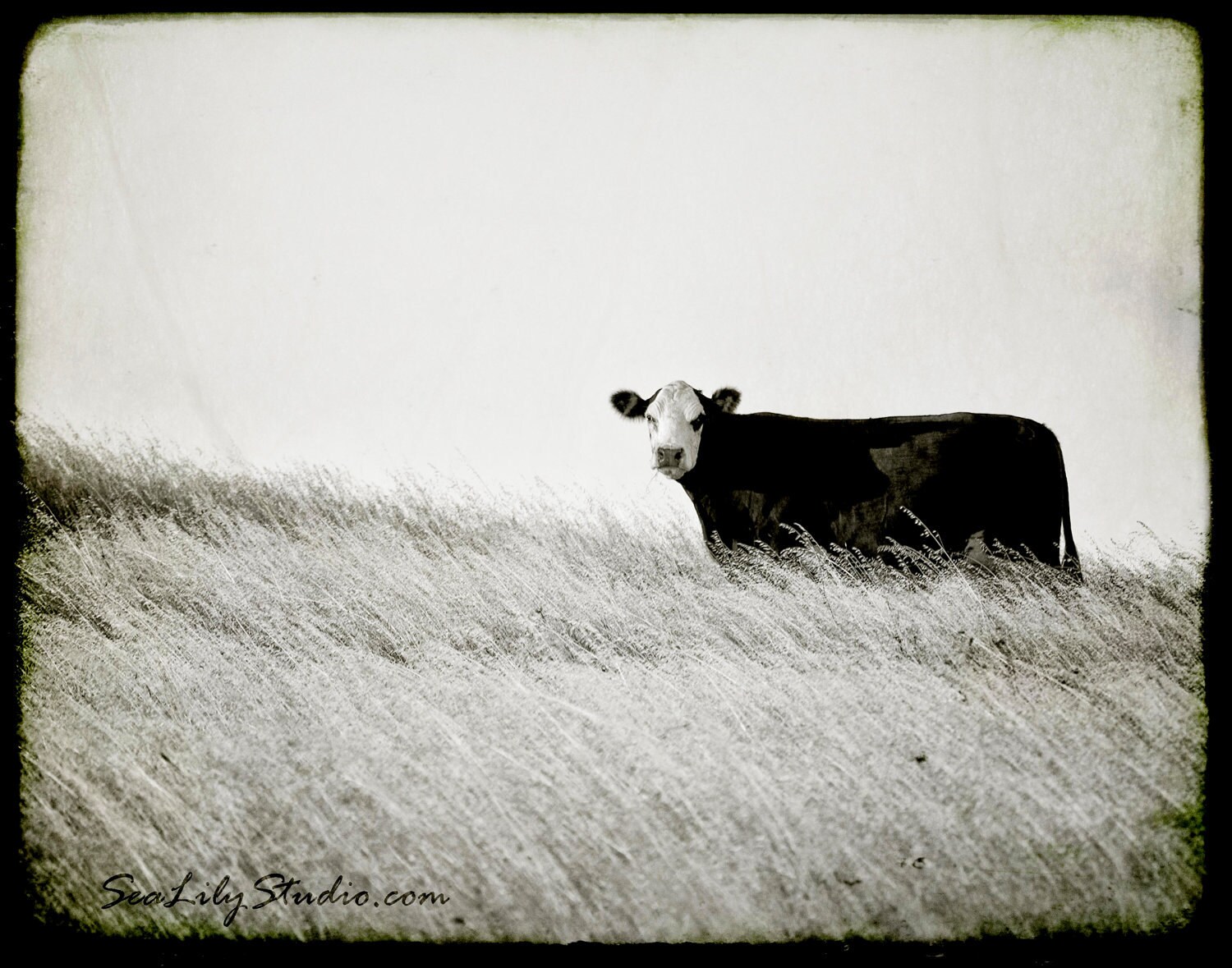 One Cow Hill : Cow Photo Black and White Photography Nature Rural Farm ...