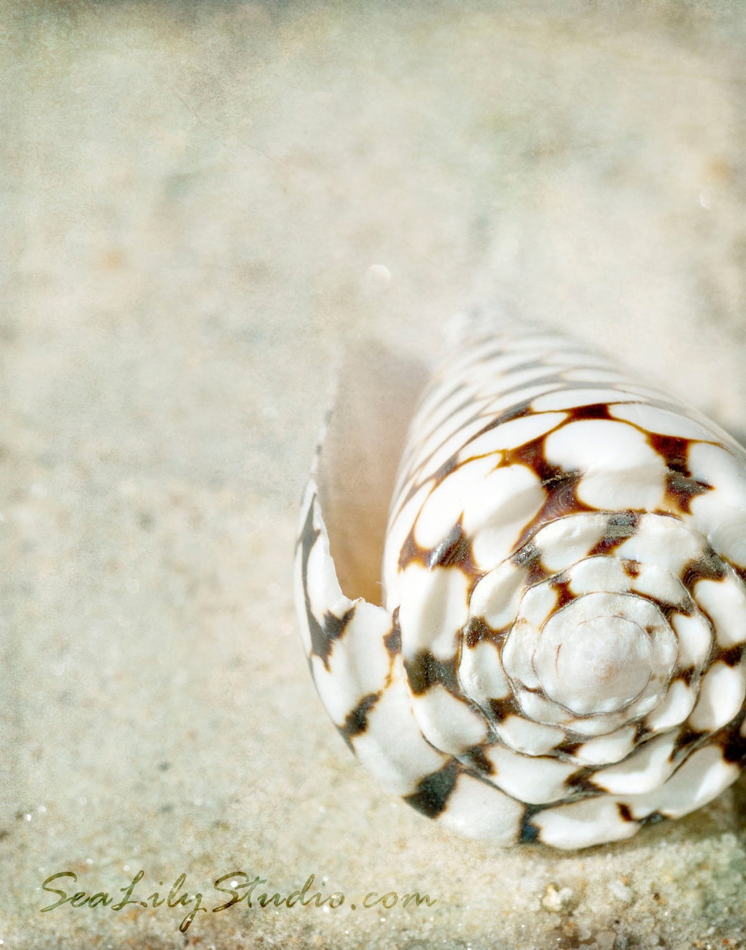 Marbled Cone : Summer Beach Sea Shell Photography Sand Ivory Cream ...