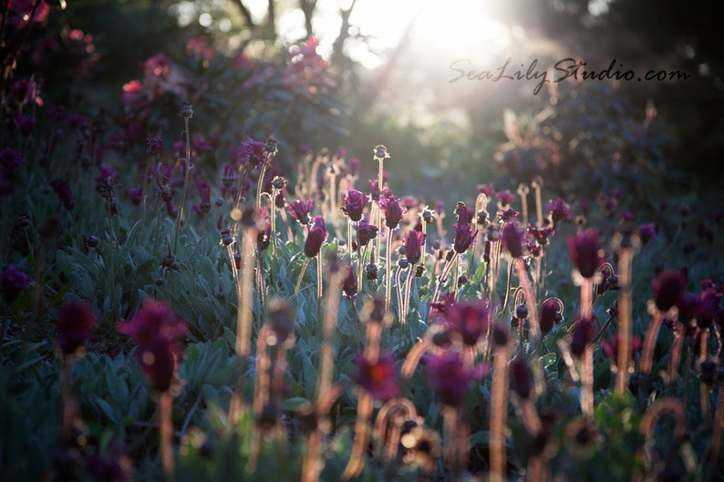 Backlight : Flower Photo Backlit Photography Floral Field Sun Sunlight ...