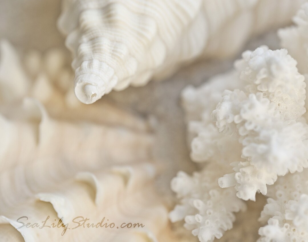 Sea Shells : Summer Beach Sea Shell Photography Sand Ivory Cream Ecru ...