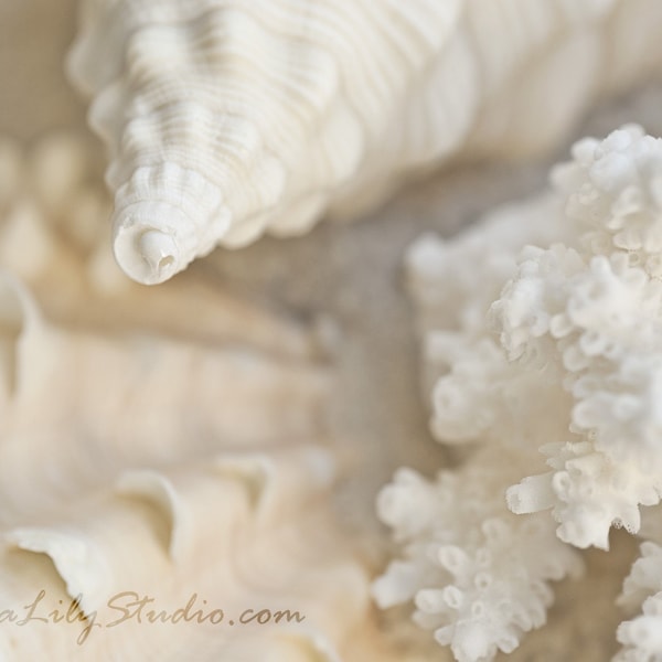 Sea Shell Photo - Etsy
