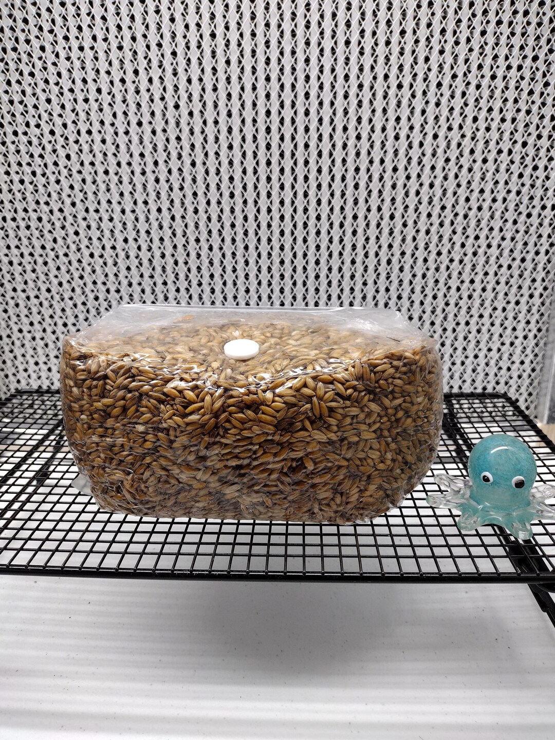 4 Lb Sterilized Grain Bag for Mushroom Inoculation With Injection Port ...