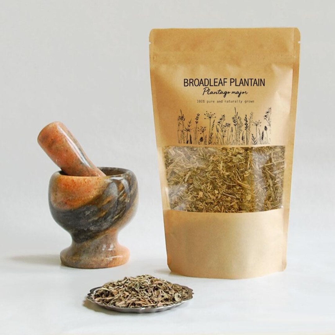 Broadleaf Plantain Herb Dry Infusion Plantago Major 100% Natural Herbal ...