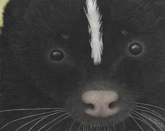 Audubon Striped Skunk Art Print, Vintage Skunk Illustration, North ...