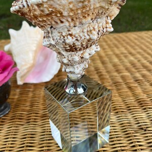 Gorgeous Shell on Solid Glass Base, Shell Decor Display, Coastal Island ...