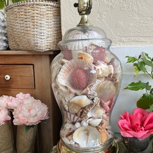 Ginger Jar Seashell Lamp, Glass Ginger Jar Lamp Full of Shells, Pink ...