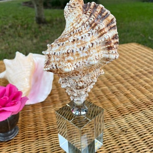 Gorgeous Shell on Solid Glass Base, Shell Decor Display, Coastal Island ...
