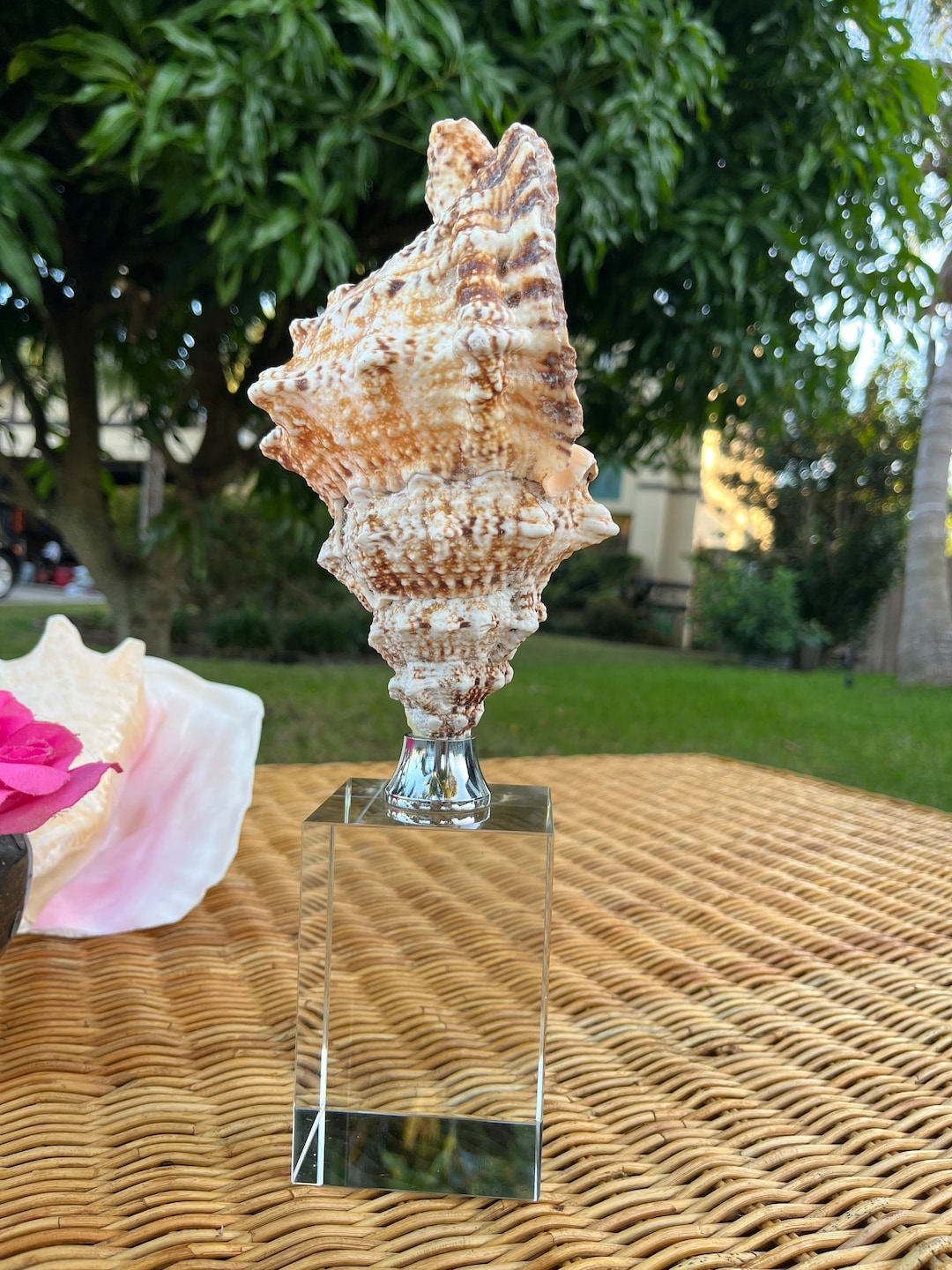 Gorgeous Shell on Solid Glass Base, Shell Decor Display, Coastal Island ...